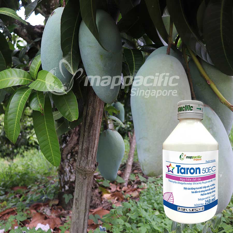 Mango Shoot Borer Management - Map Pacific Singapore